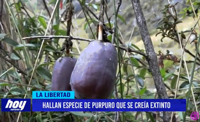 Hallan especie de Pupuro que se creía extinto en faldas del cerro ...