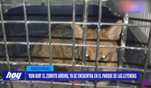 Lima: ‘Run Run’ el zorrito andino, ya se encuentra en el parque de las ...